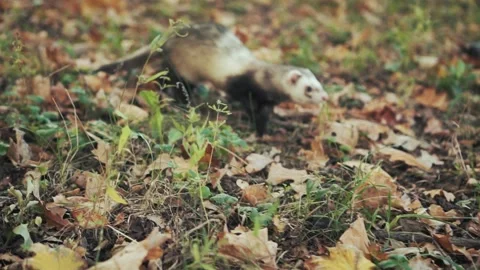 Voot Funny Video Stock Videos – Royalty-Free HD & 4K Videos | Pond5