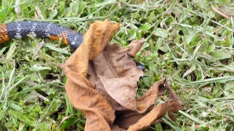 Black Ground Snake (Atractus elaps) | Stock Video | Pond5