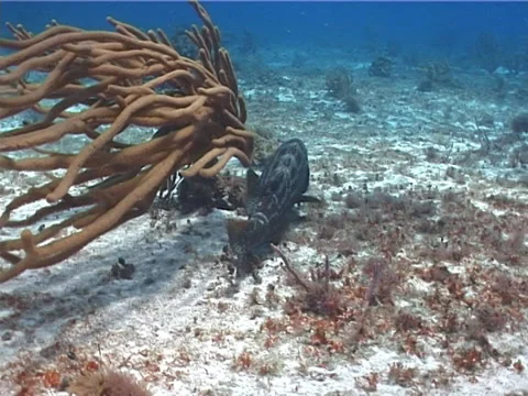 Black Ambush P Stock Videos – Royalty-Free HD & 4K Videos | Pond5