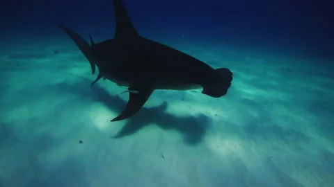 Black Hammerhead Shark Swimming Over San... | Stock Video | Pond5