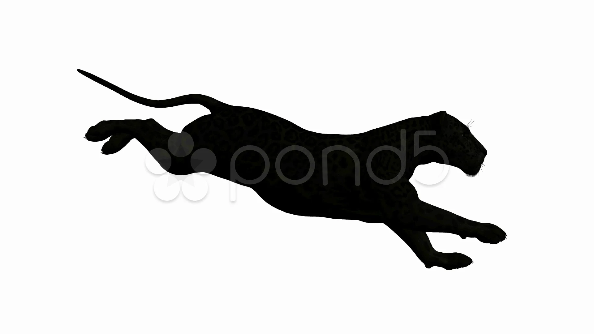 Jaguar Animal Running Drawing