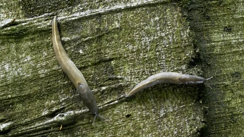 Terrestrial Slugs Stock Footage ~ Royalty Free Stock Videos | Pond5