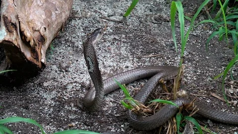 Black King Cobra Snake in Attack Positio... | Stock Video | Pond5