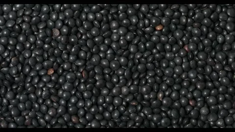 Beluga Videos Stock Videos – Royalty-Free HD & 4K Videos