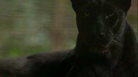 Black Leopard Stock Video Footage | Royalty Free Black Leopard Videos ...