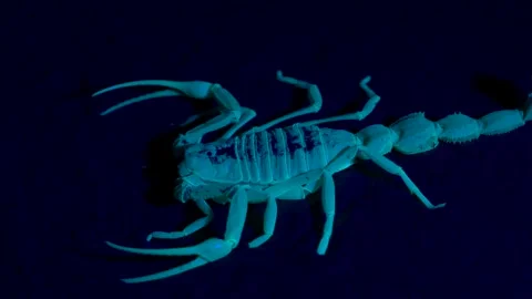 Black Light Scorpion Zoom in Apistobuthu... | Stock Video | Pond5