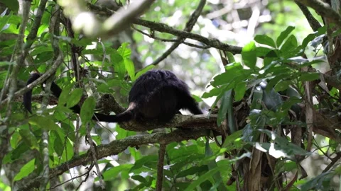 Lion Jumping Stock Videos – Royalty-Free HD & 4K Videos | Pond5