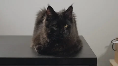 Black maine coon cat loafing on a table ... | Stock Video | Pond5