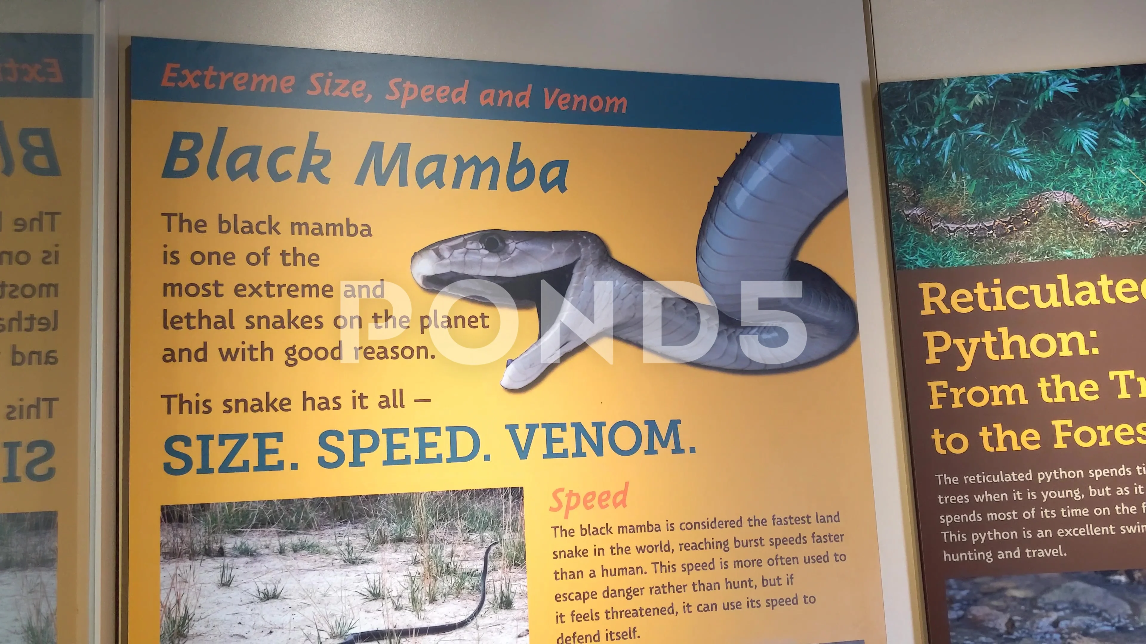 Black Mamba Speed