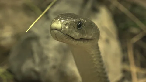 The Black Mamba Is A Species Of Highly V... | Stock Video | Pond5