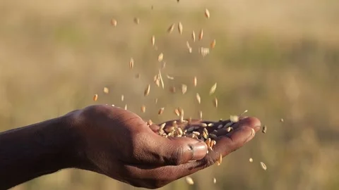 Black man hand gathers falling wheat gra... | Stock Video | Pond5