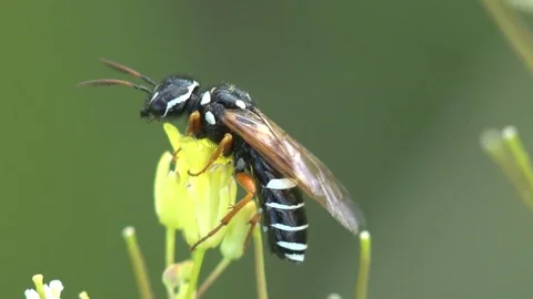 Black mason wasp with white stripes on b... | Stock Video | Pond5