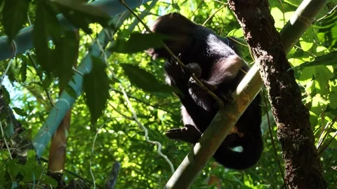 Black Mexican Howler Monkey in rainfores... | Stock Video | Pond5