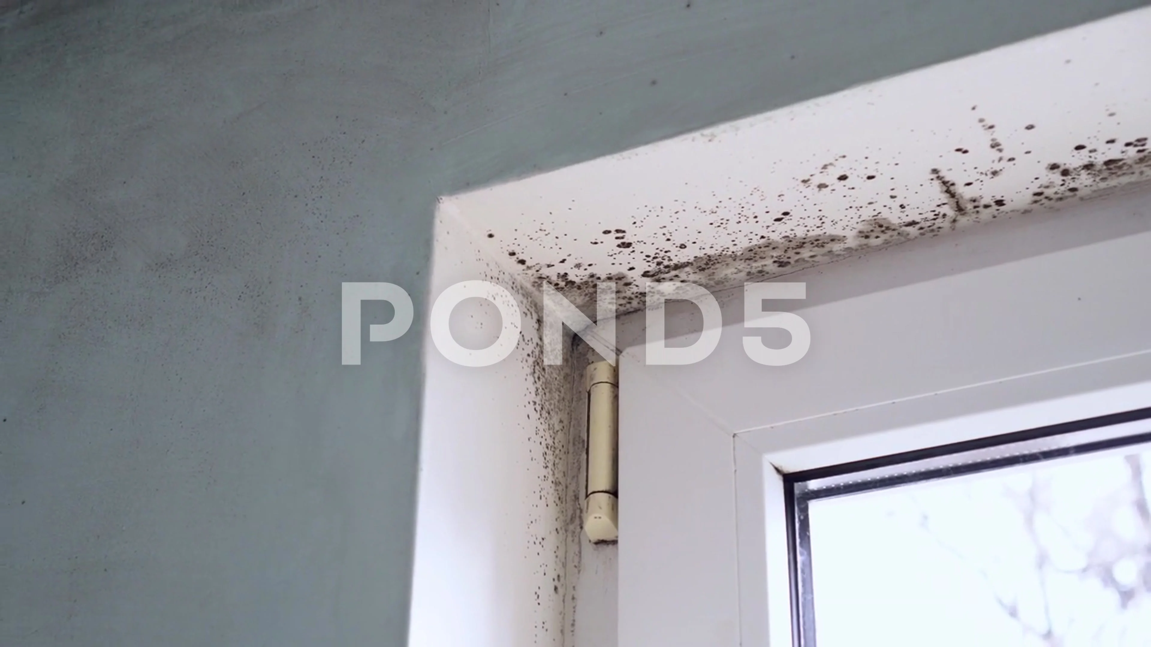 Black Mold Window Condensation