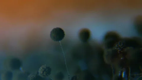 Bread From Mold From Mold Stock Video Footage | Royalty Free Bread From ...