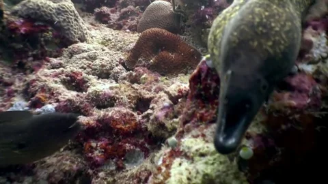 Black Moray eel eats fish food underwate... | Stock Video | Pond5