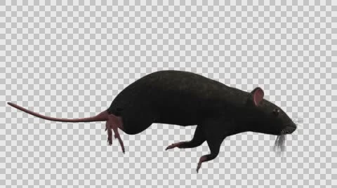 Running Mouse Stock Video Footage | Royalty Free Running Mouse Videos ...