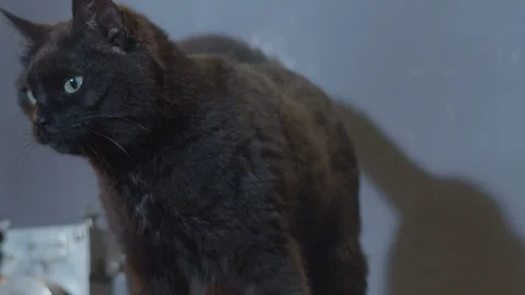 Thunder Run Video Stock Videos – Royalty-Free HD & 4K Videos