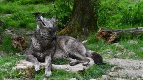 Black Timbert Wolf Stock Videos – Royalty-Free HD & 4K Videos