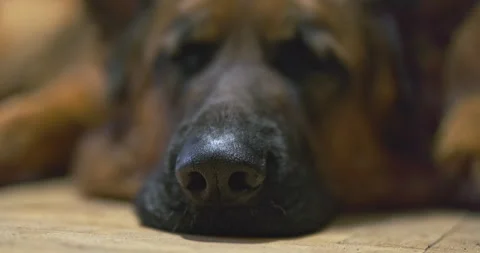 Black nose of a dog, close-up of a dog's... | Stock Video | Pond5