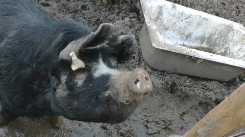 Oink Stock Footage ~ Royalty Free Stock Videos | Pond5