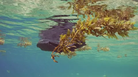 Black plastic bag drift with fragments o... | Stock Video | Pond5