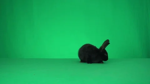 Black rabbit walking on a green screen | Stock Video | Pond5