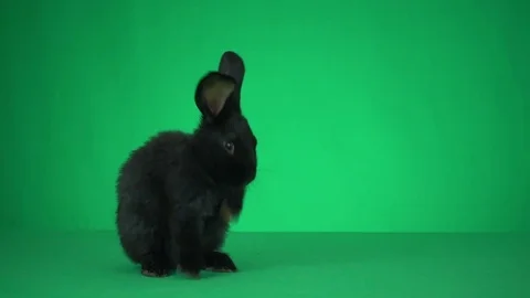 Rabbit Stock Video Footage | Royalty Free Rabbit Videos | Pond5