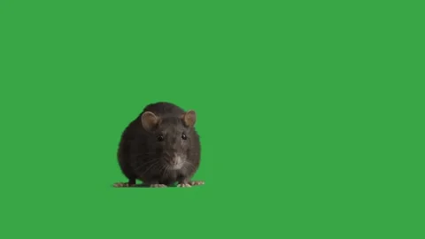Rat Green Screen Stock Video Footage | Royalty Free Rat Green Screen ...