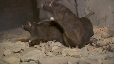 Rat Stock Video Footage | Royalty Free Rat Videos | Pond5
