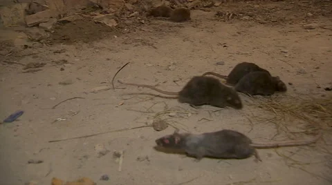 Black Rats In Destroyed House | Stock Video | Pond5