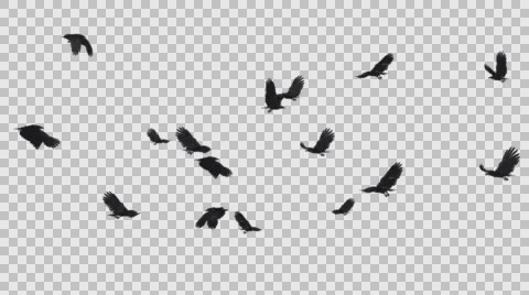 Birds Flying Alpha Stock Footage ~ Royalty Free Stock Videos | Pond5