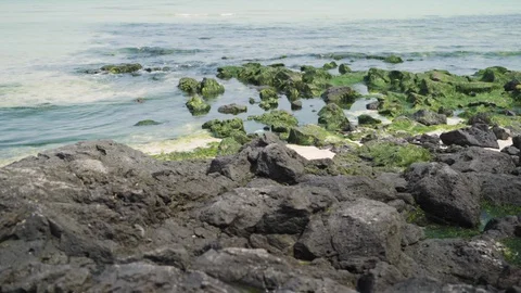 Black rocks and green algae at Hamdeok B... | Stock Video | Pond5