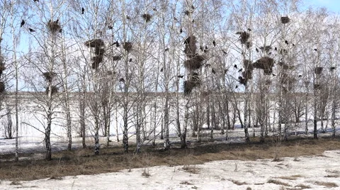 Black Rooks Birds Build Nests on Trees | Stock Video | Pond5