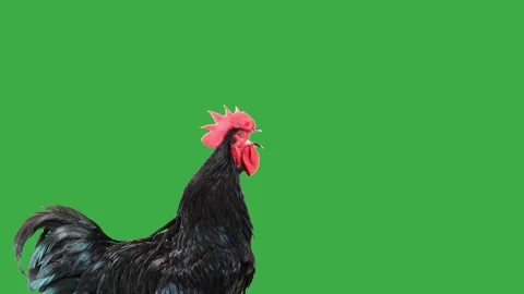 Rooster Green Screen Stock Footage ~ Royalty Free Stock Videos | Pond5