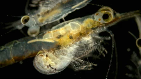 Ocean Zooplankton