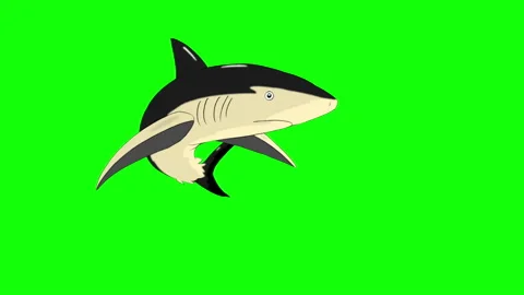 Attack Shark 8K Stock Videos – Royalty-Free HD & 4K Videos