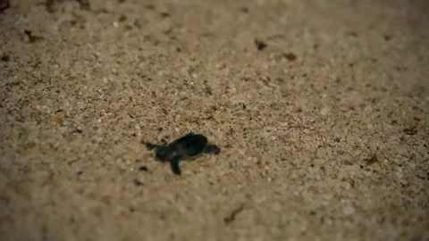 Black Baby Skin Stock Videos – Royalty-Free HD & 4K Videos | Pond5