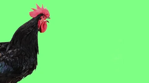 Rooster Green Screen Stock Footage ~ Royalty Free Stock Videos | Pond5