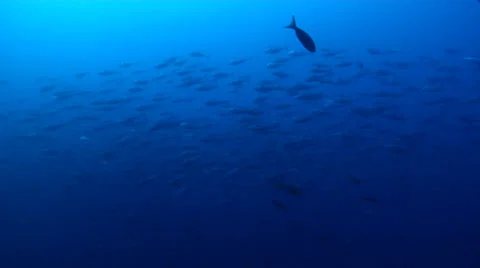 Skipjack Stock Videos – Royalty-Free HD & 4K Videos