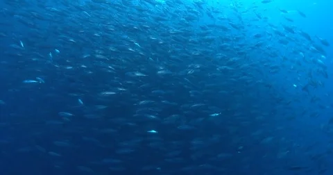 Skipjack Stock Videos – Royalty-Free HD & 4K Videos