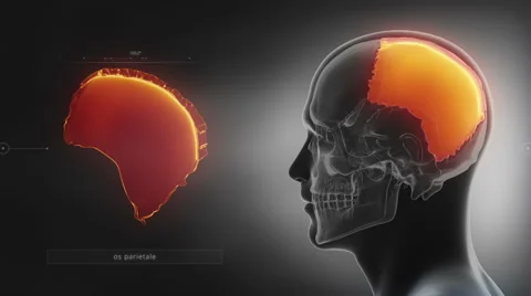 Skull X Ray Stock Video Footage | Royalty Free Skull X Ray Videos | Page 2