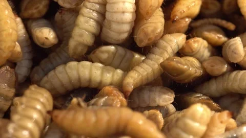 Black soldier fly larvae are used as ani... | Stock Video | Pond5