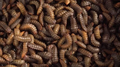 Black soldier fly larvae. Insect ingredi... | Stock Video | Pond5