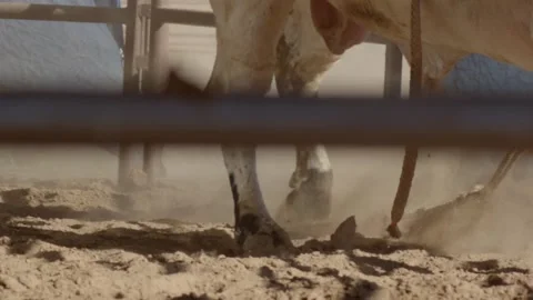 A black spotted bull walks through brigh... | Stock Video | Pond5