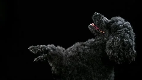 Standard Poodle Isolated Stock Videos – Royalty-Free HD & 4K Videos