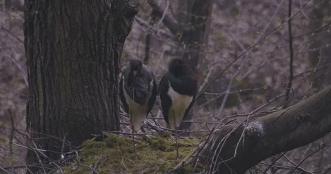 Imiage Of Black Stock Videos – Royalty-Free HD & 4K Videos | Pond5