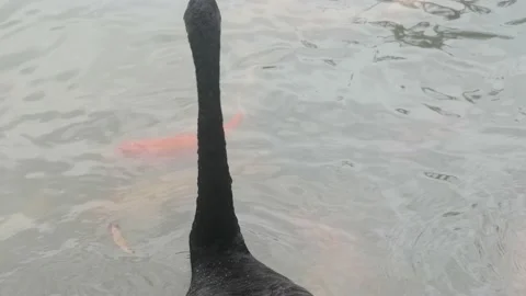 Black Swans China Stock Videos – Royalty-Free HD & 4K Videos