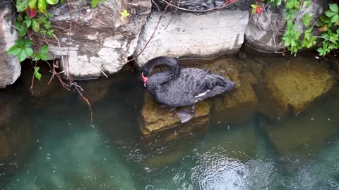Black swan feces defecation and excretio... | Stock Video | Pond5