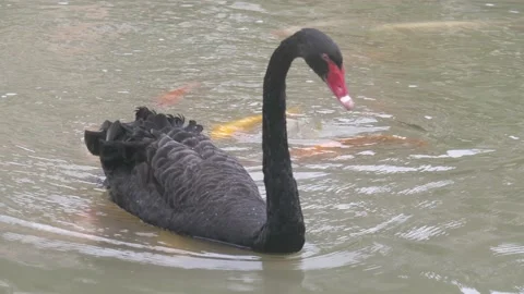Black Swans China Stock Videos – Royalty-Free HD & 4K Videos